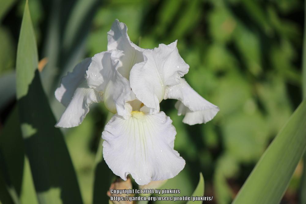 Tall Bearded Iris (Iris 'Snow Flurry') in the Irises Database - Garden.org