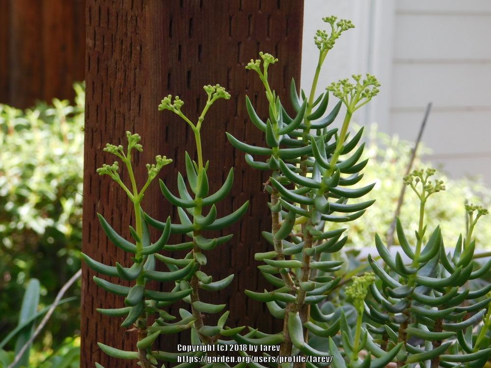 Miniature Pine Tree (Crassula tetragona) in the Crassulas Database ...