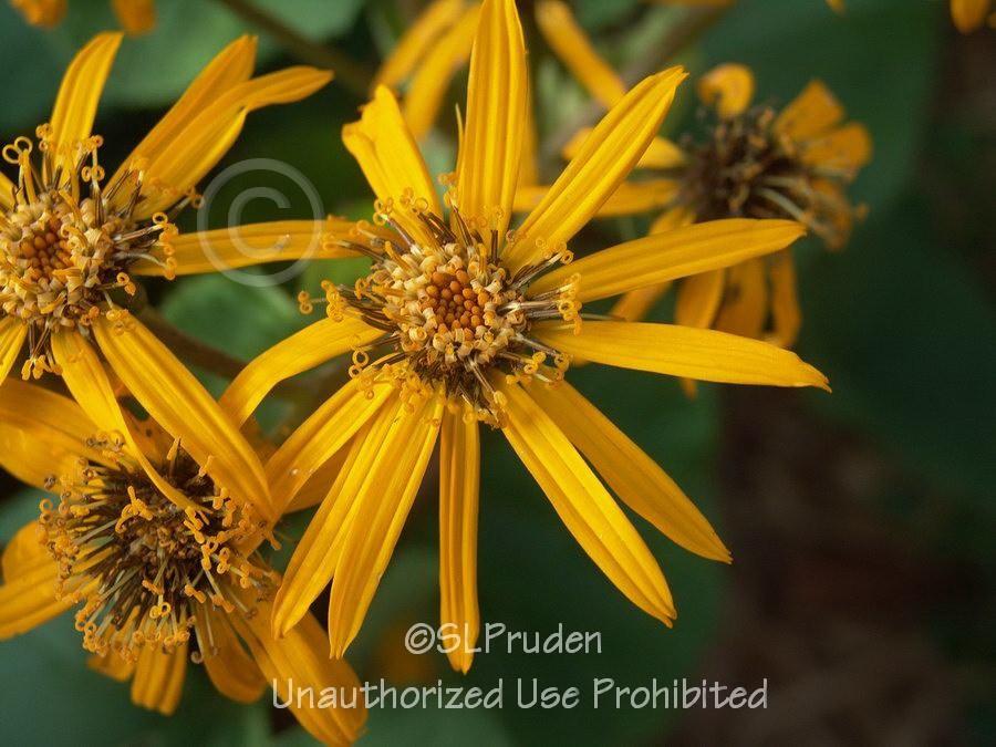 Ligularias: Plant Care and Collection of Varieties - Garden.org