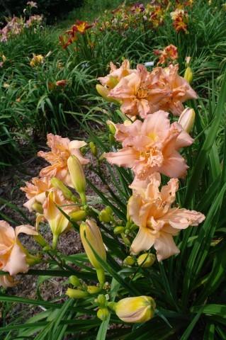 Photo of the bloom of Daylily (Hemerocallis 'Double Explosion') posted by Joy - Garden.org