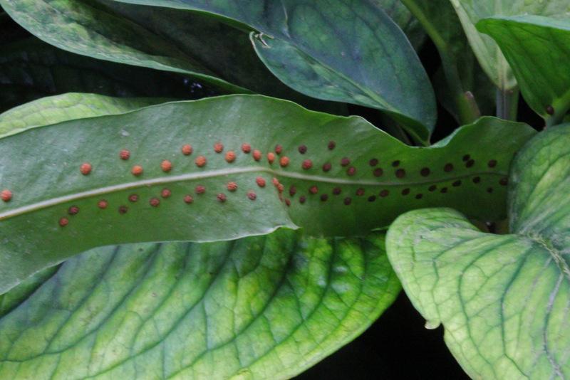 Neocheiropteris fortunei - Garden.org