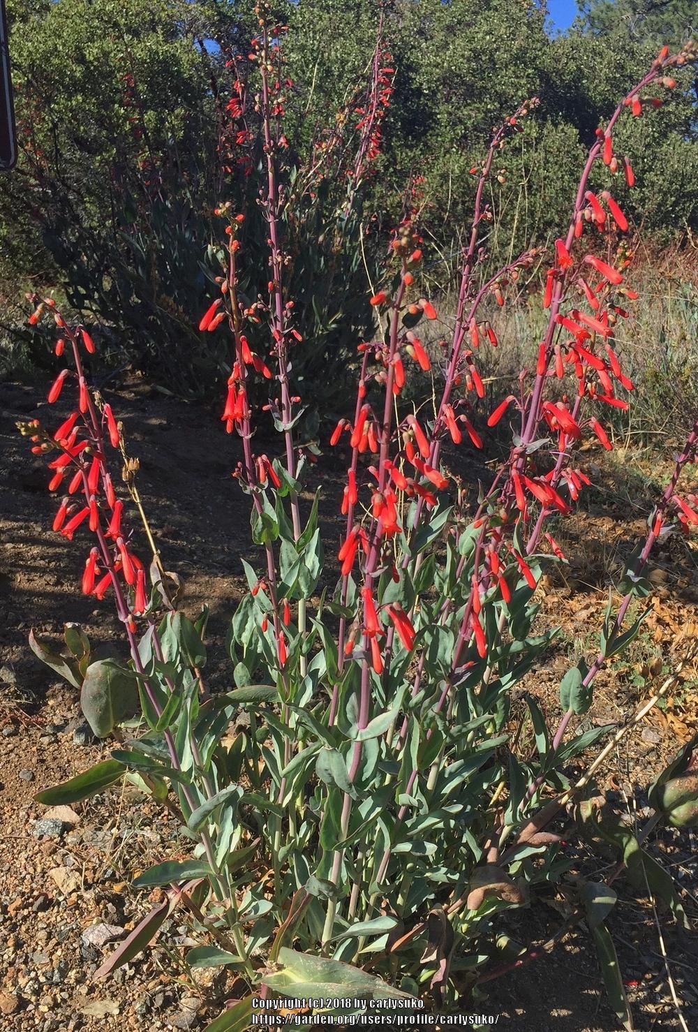 Photo of the bloom of Scarlet Bugler (Penstemon centranthifolius ...