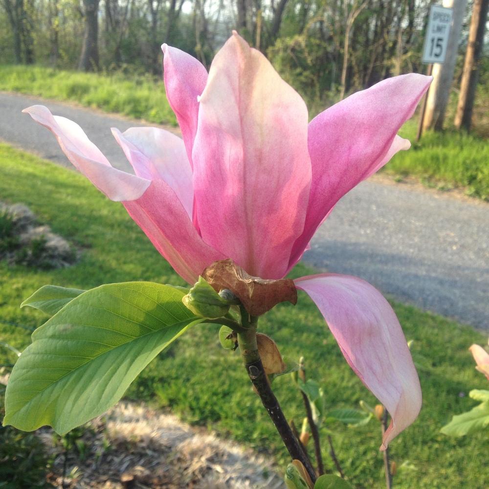 Magnolia 'Daybreak' in the Magnolias Database - Garden.org