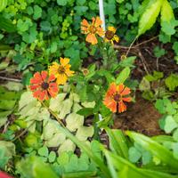 Photo of the bloom of Sneezeweed (Helenium autumnale Mardi Gras) posted ...
