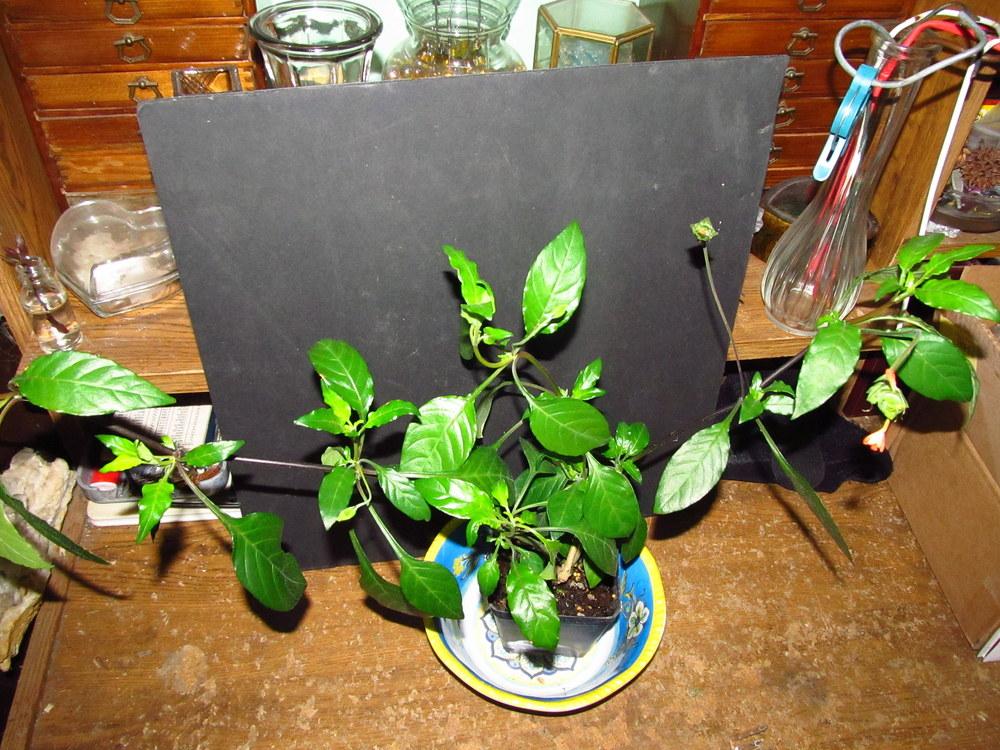 Photo of the seedling or young plant of Red Crossandra (Crossandra ...