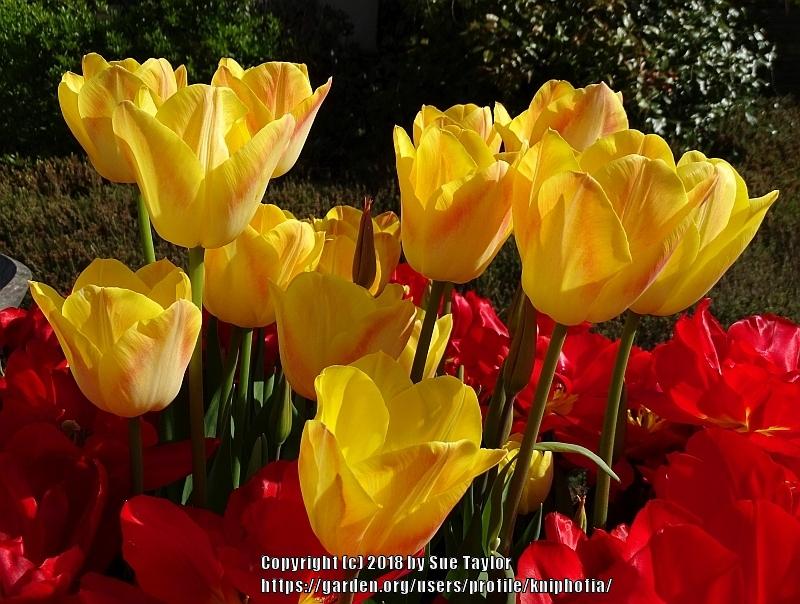 Tulip (Tulipa 'Salmon Dynasty') in the Tulips Database - Garden.org