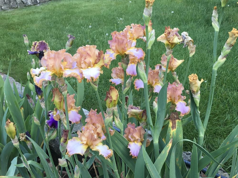 Photo of the entire plant of Tall Bearded Iris (Iris 'Afternoon Delight ...
