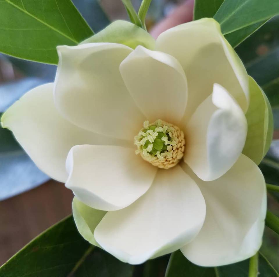Sweet Bay Magnolia (Magnolia virginiana) in the Magnolias Database ...