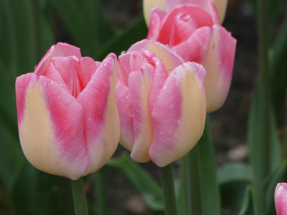 Tulip (Tulipa 'Supermodel') in the Tulips Database - Garden.org