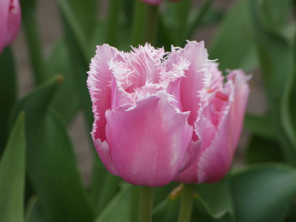 Tulip (Tulipa 'Candy Curls') in the Tulips Database - Garden.org