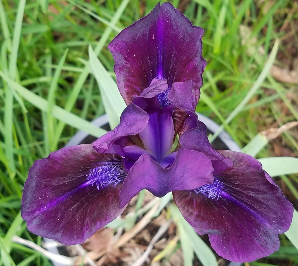 Photo of the bloom of Standard Dwarf Bearded Iris (Iris 'Dark Crystal ...