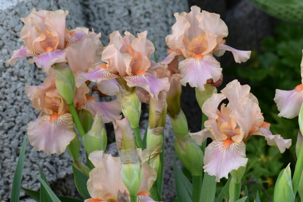 Intermediate Bearded Iris (Iris 'June Rose') in the Irises Database ...