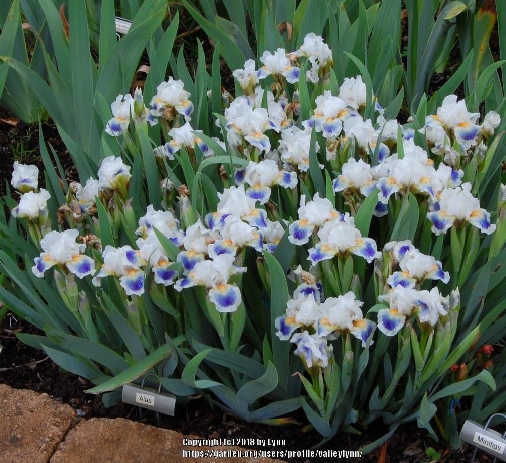 Photo of the entire plant of Miniature Dwarf Bearded Iris (Iris 'Alas ...