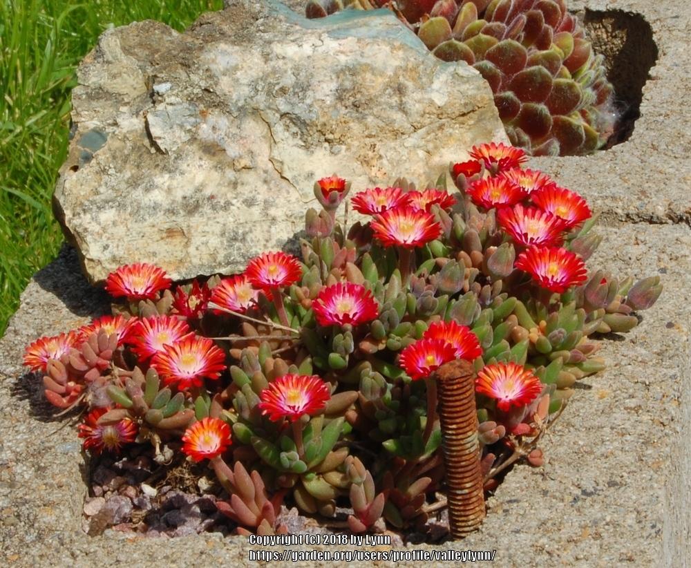 Ice Plant (Delosperma Jewel of Desert Grenade) - Garden.org