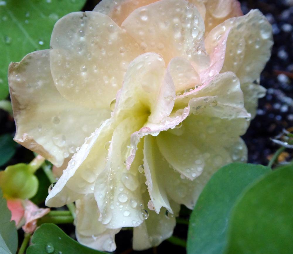 Begonia Fragrant Falls® Peach in the Begonias Database - Garden.org