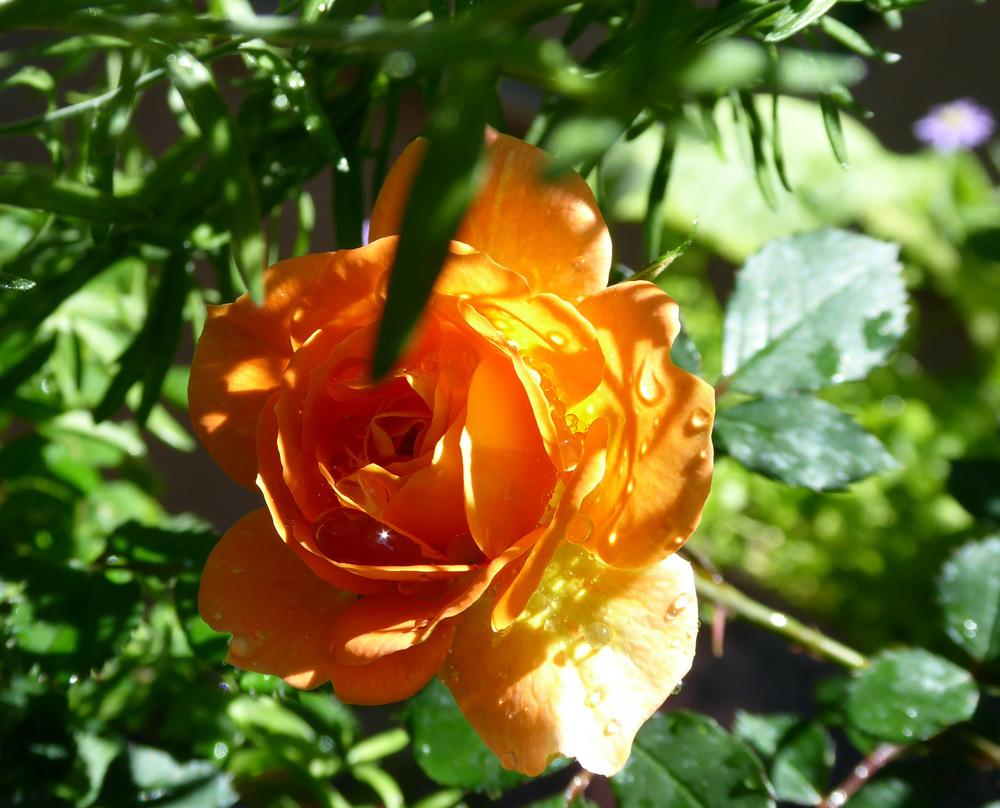 Rose (Rosa 'Hanky Panky') in the Roses Database - Garden.org