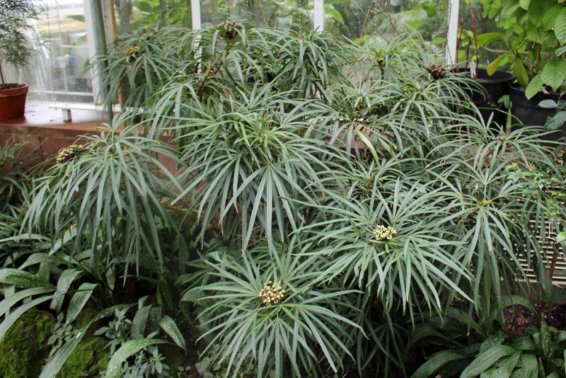 Photo of the entire plant of Miagos Bush (Osmoxylon lineare) posted by ...