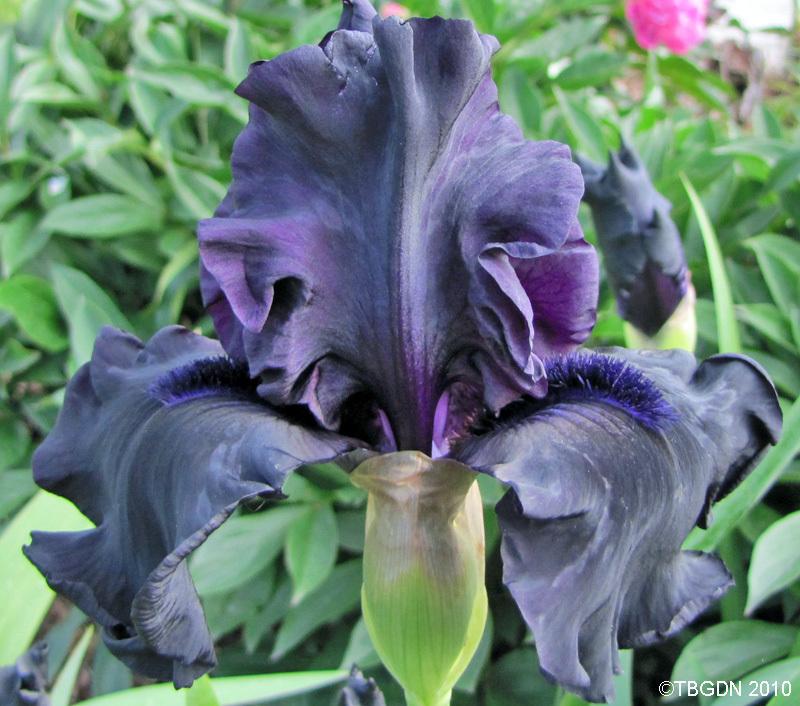 Your Favorite Black Iris in the Irises forum - Garden.org