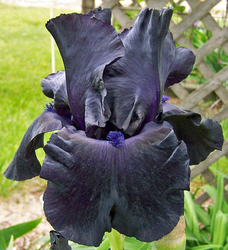 Your Favorite Black Iris in the Irises forum - Garden.org