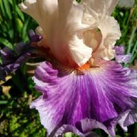 Photo of the bloom of Tall Bearded Iris (Iris 'Devilicious') posted by ...