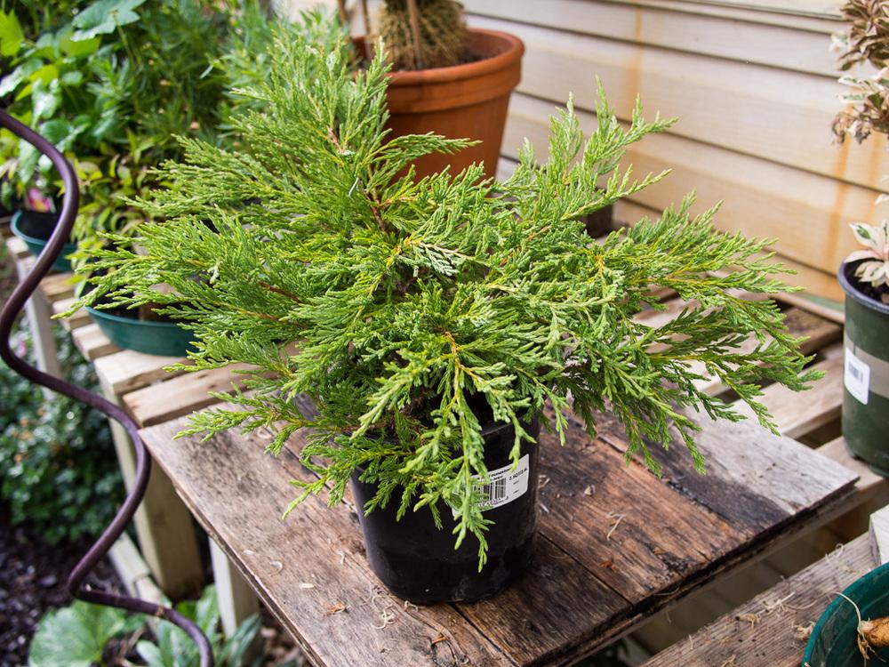 Creeping Juniper (Juniperus horizontalis 'Youngstown') - Garden.org