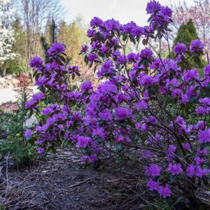 Rhododendron 'P.J.M. Elite' in the Rhododendrons Database - Garden.org