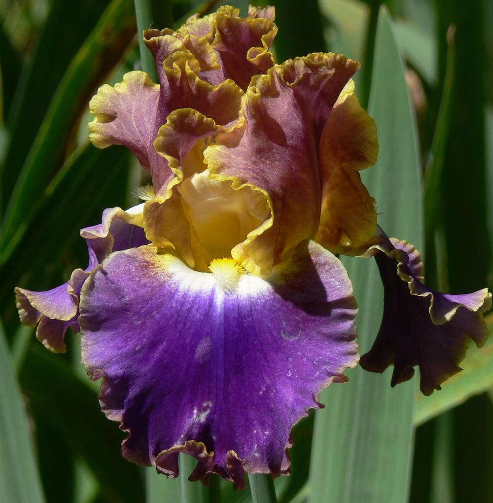 Photo of the bloom of Tall Bearded Iris (Iris 'Fancy Ideas') posted by ...