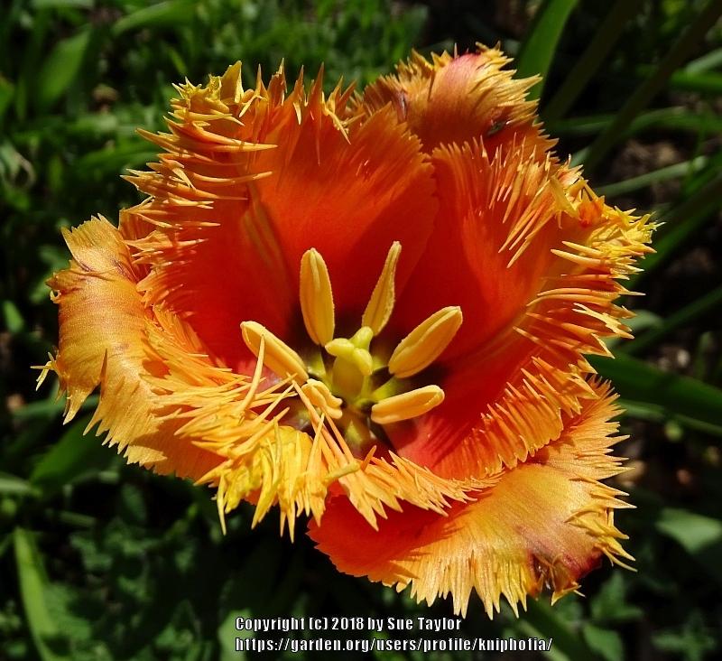 Photo of the bloom of Fringed Tulip (Tulipa 'Lambada') posted by ...
