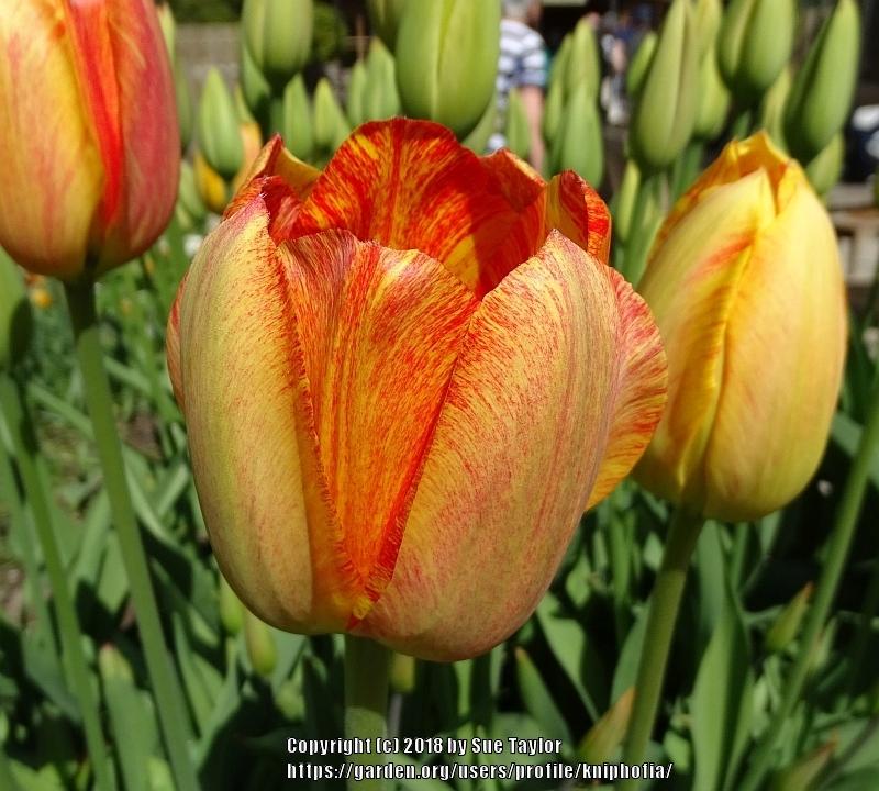 Tulip (Tulipa 'Rhapsody of Smiles') in the Tulips Database - Garden.org