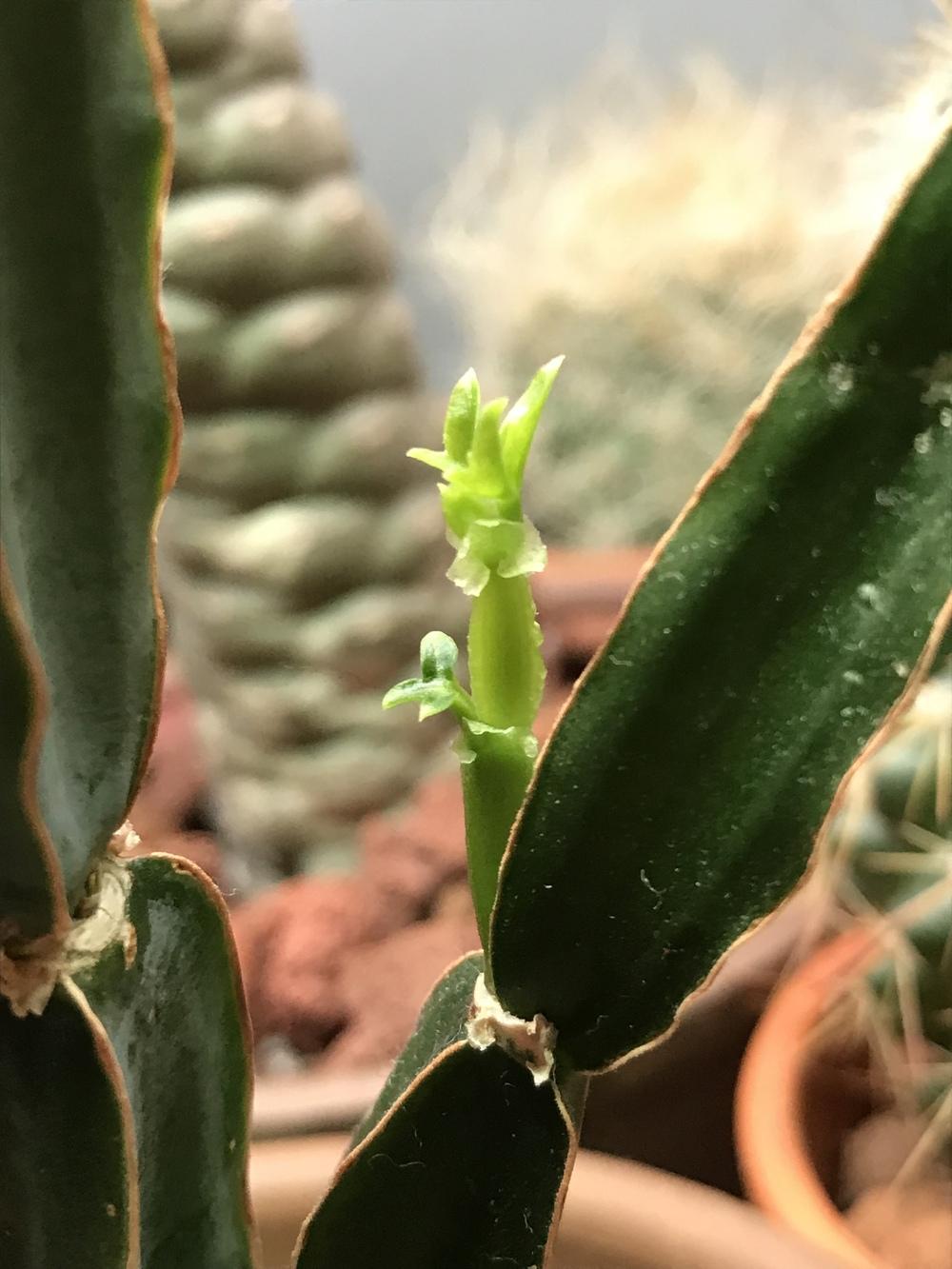 Cissus Quadrangularis Veldt Grape, 46% OFF