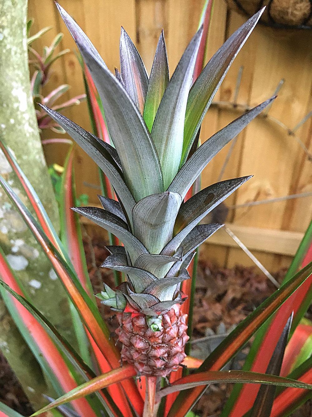 Photo of the fruit of Pineapple (Ananas 'Lava Burst') posted by ...