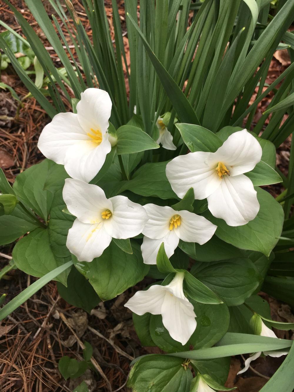 Photo of the bloom of Great White Trillium (Trillium grandiflorum ...