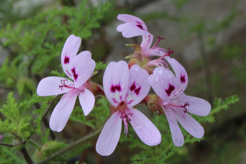 Pelargoniums: Plant Care and Collection of Varieties - Garden.org