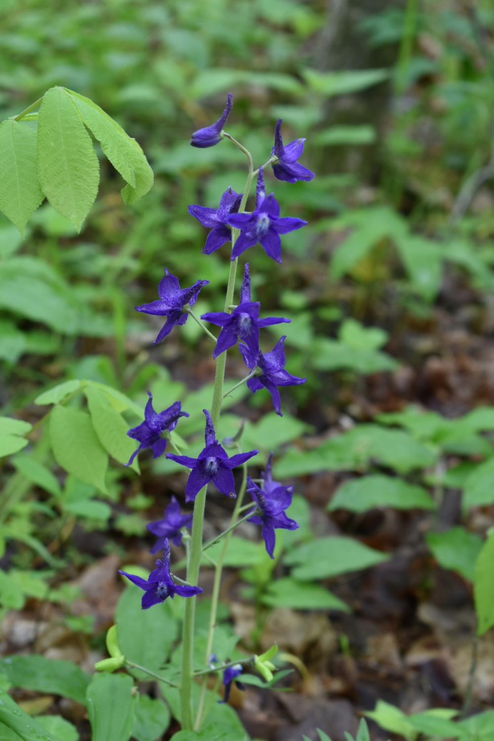 Delphiniums: Plant Care and Collection of Varieties - Garden.org
