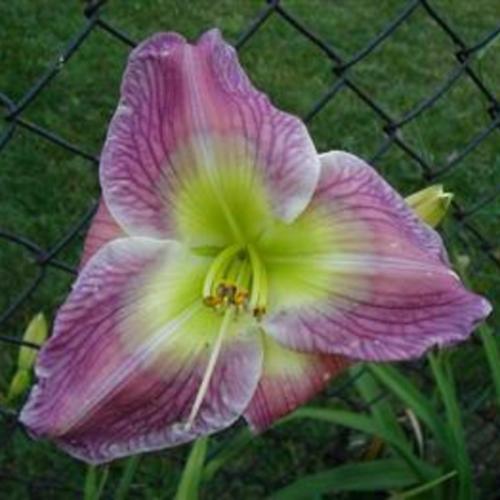 Daylily (Hemerocallis 'Skye Dance') in the Daylilies Database - Garden.org