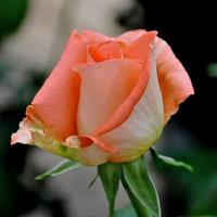 Photo of the bloom of Rose (Rosa 'Octoberfest') posted by Fleur569 ...