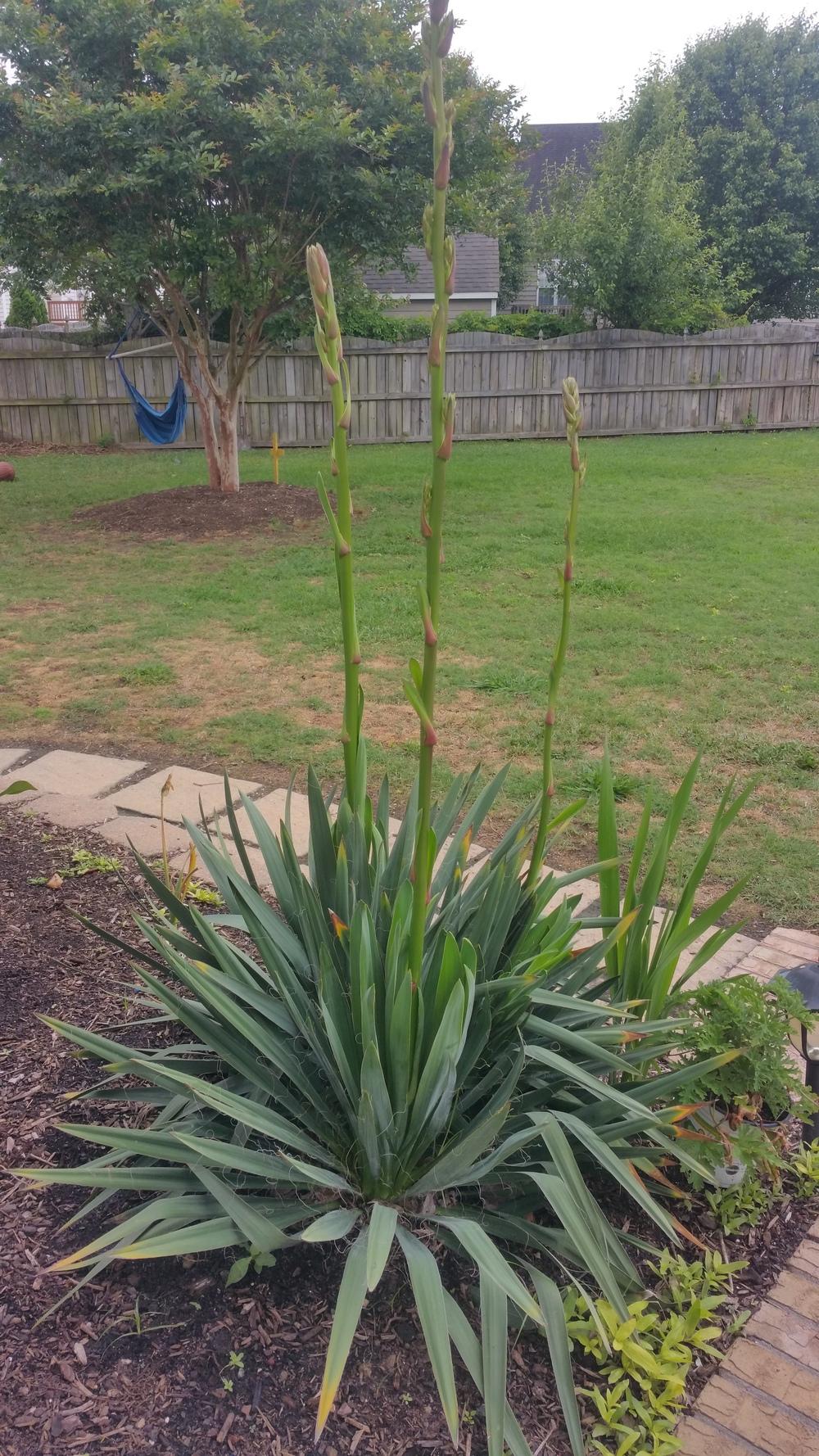 Help ID this plant...agave? Adams needle? in the Plant ID forum ...