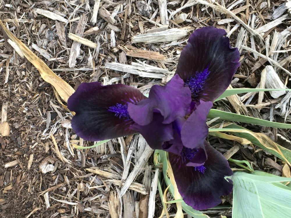 Photo of the bloom of Standard Dwarf Bearded Iris (Iris 'Dark Crystal ...