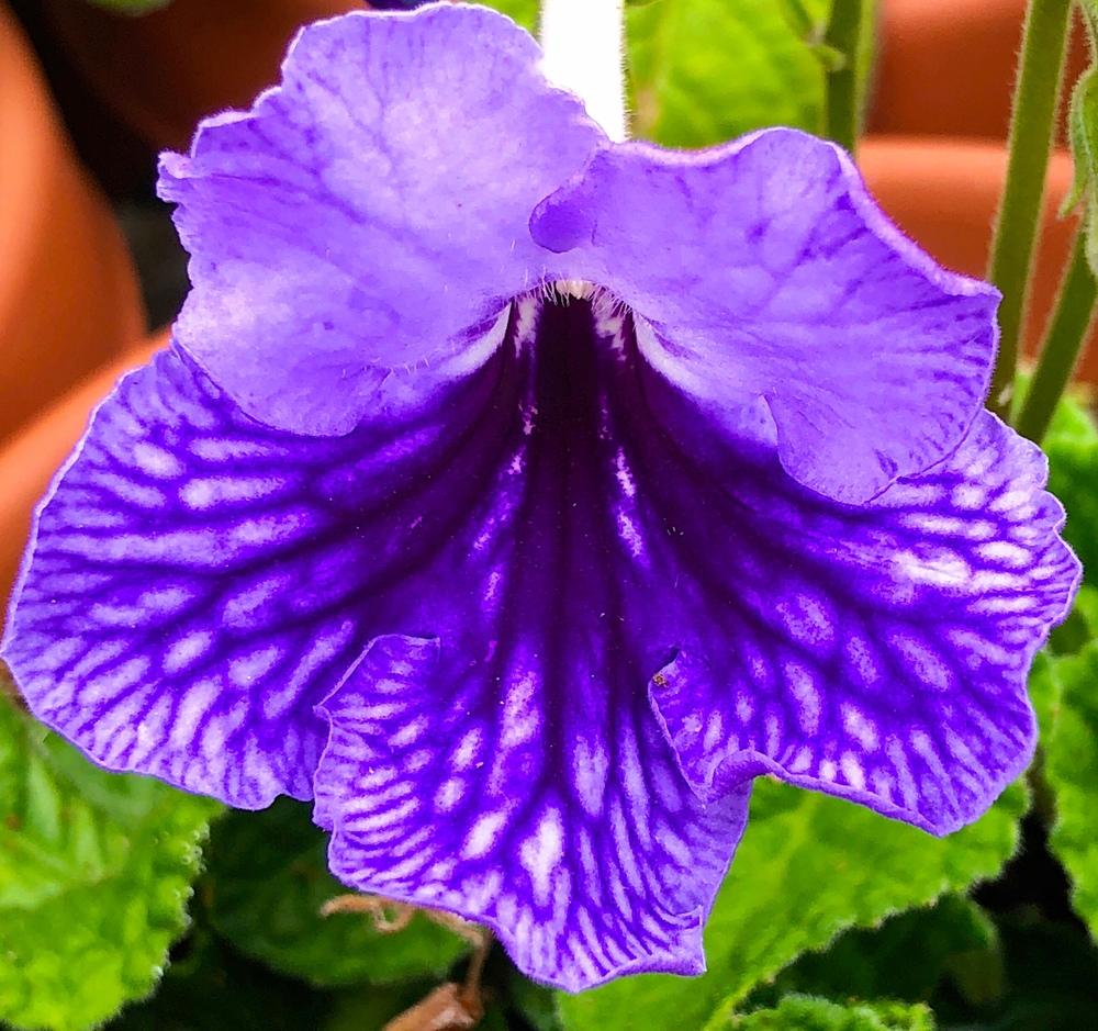 Cape Primrose (Streptocarpus Ladyslippers™ Deep Blue Vein) in the Cape ...