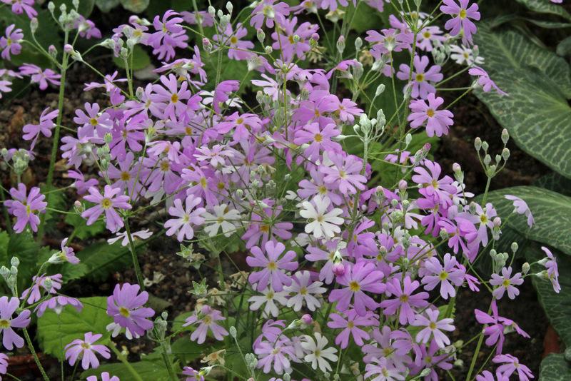 Primrose (Primula forbesii) in the Primroses Database - Garden.org