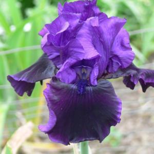 Tall Bearded Iris (Iris 'Midnight Treat') in the Irises Database ...