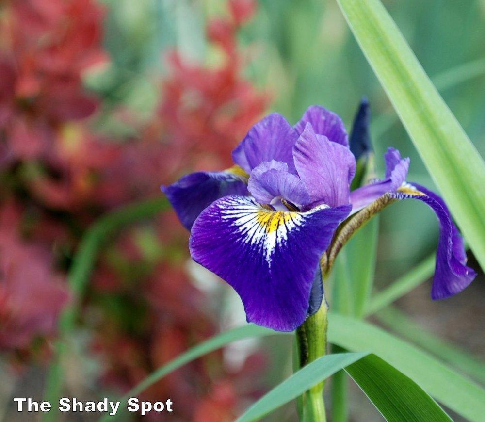 Species X Iris (Iris 'For Jay') in the Irises Database - Garden.org