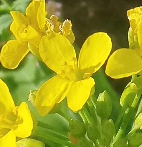 Turnips: Plant Care and Collection of Varieties - Garden.org