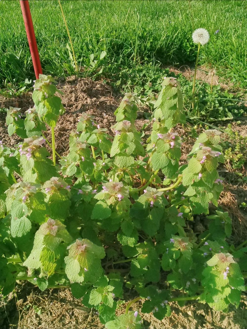 Dead Nettles: Plant Care and Collection of Varieties - Garden.org