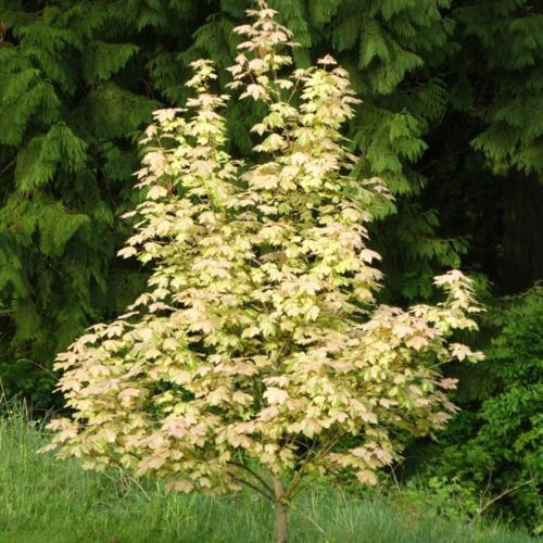 Variegated Sycamore Maple (Acer pseudoplatanus 'Eskimo Sunset ...