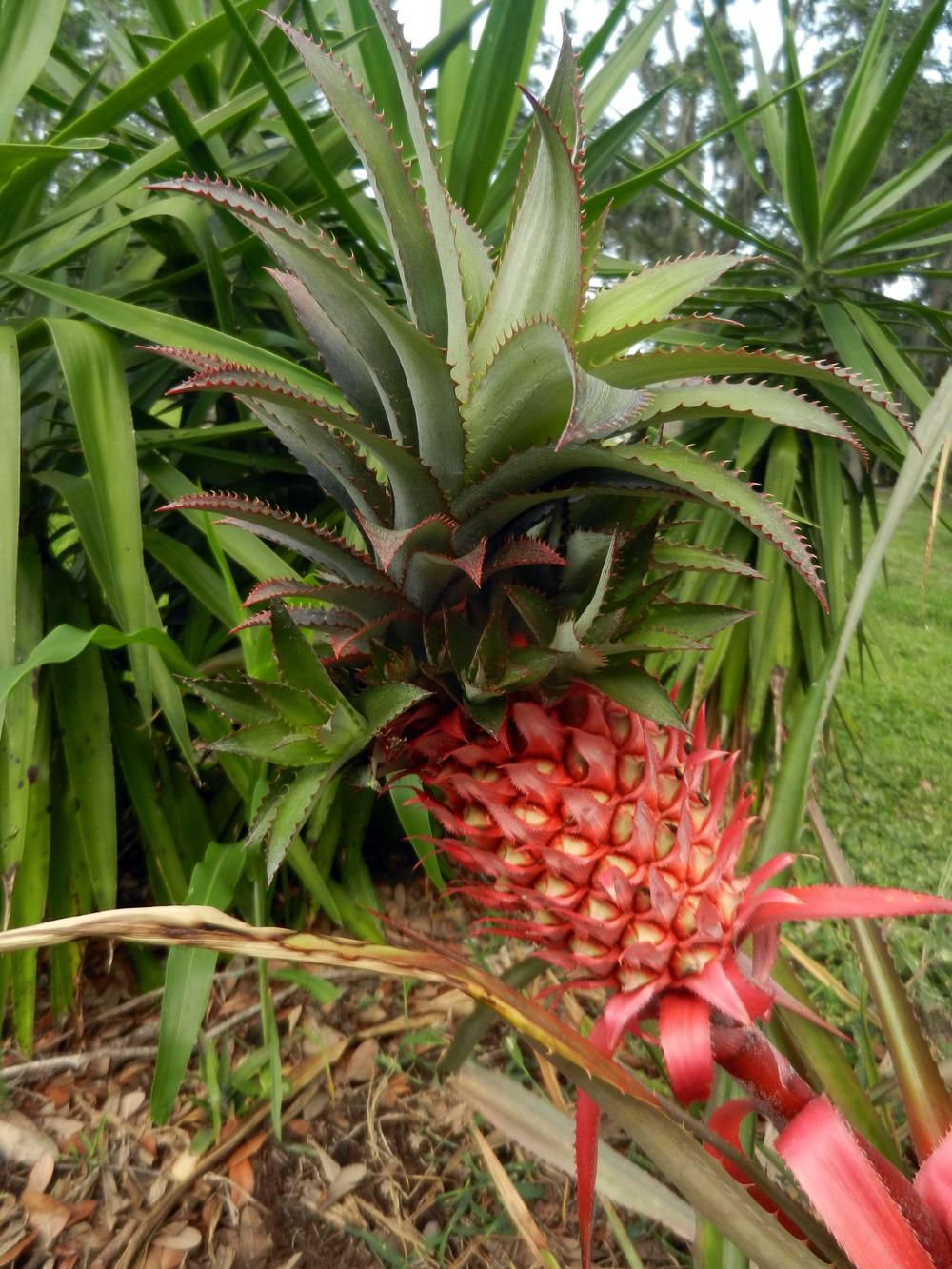 Red Pineapple Propagation Question in Photo of Red Pineapple (Ananas ...