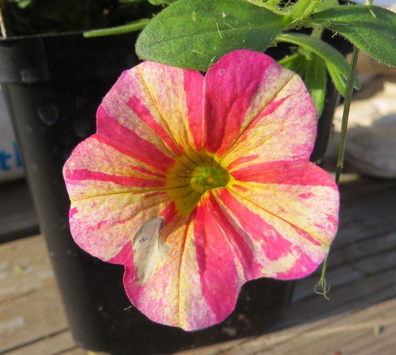 Calibrachoas: Plant Care and Collection of Varieties - Garden.org