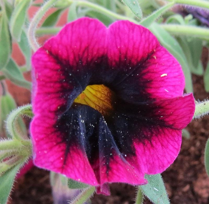 Calibrachoas: Plant Care and Collection of Varieties - Garden.org