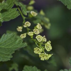 Red Currant (Ribes rubrum 'Red Lake') in the Currants and Gooseberries ...