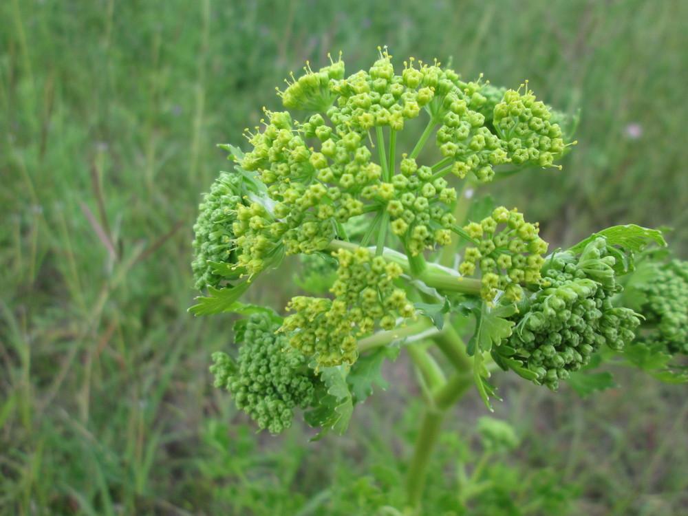 Texas prairie parsley (Polytaenia texana) - Garden.org